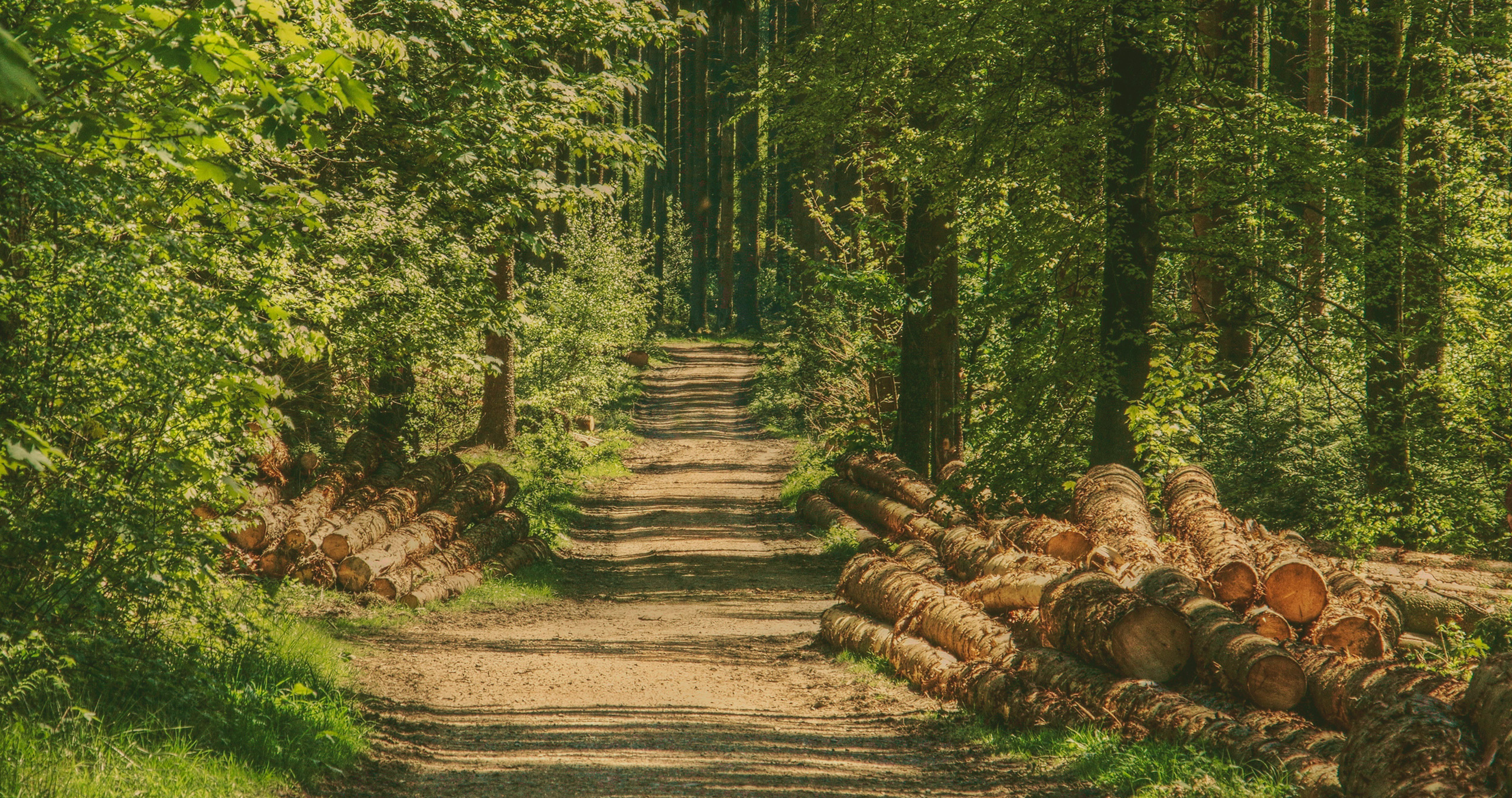 División Forestal - Onesta